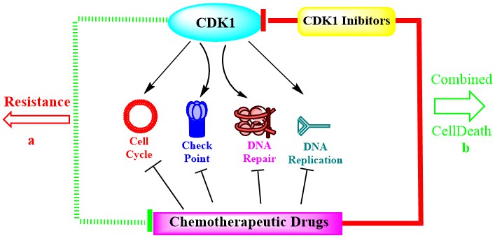 Targeting Overexpressed Cyclin Dependent Kinase 1 (CDK1) in Human Cancers: Kamalachalcone A ...
